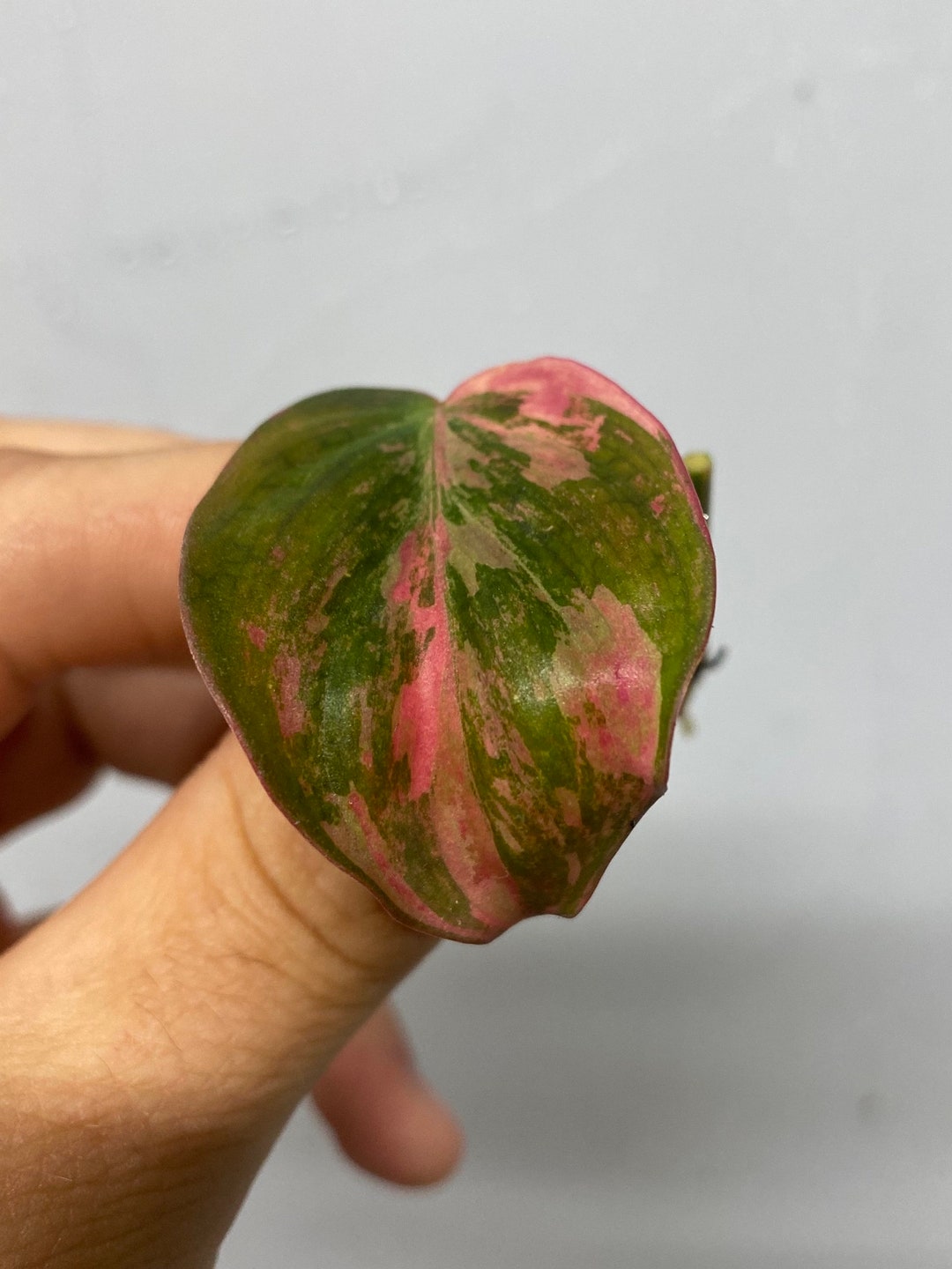 Micans red Ferrari Aurea Exact Cutting - Etsy