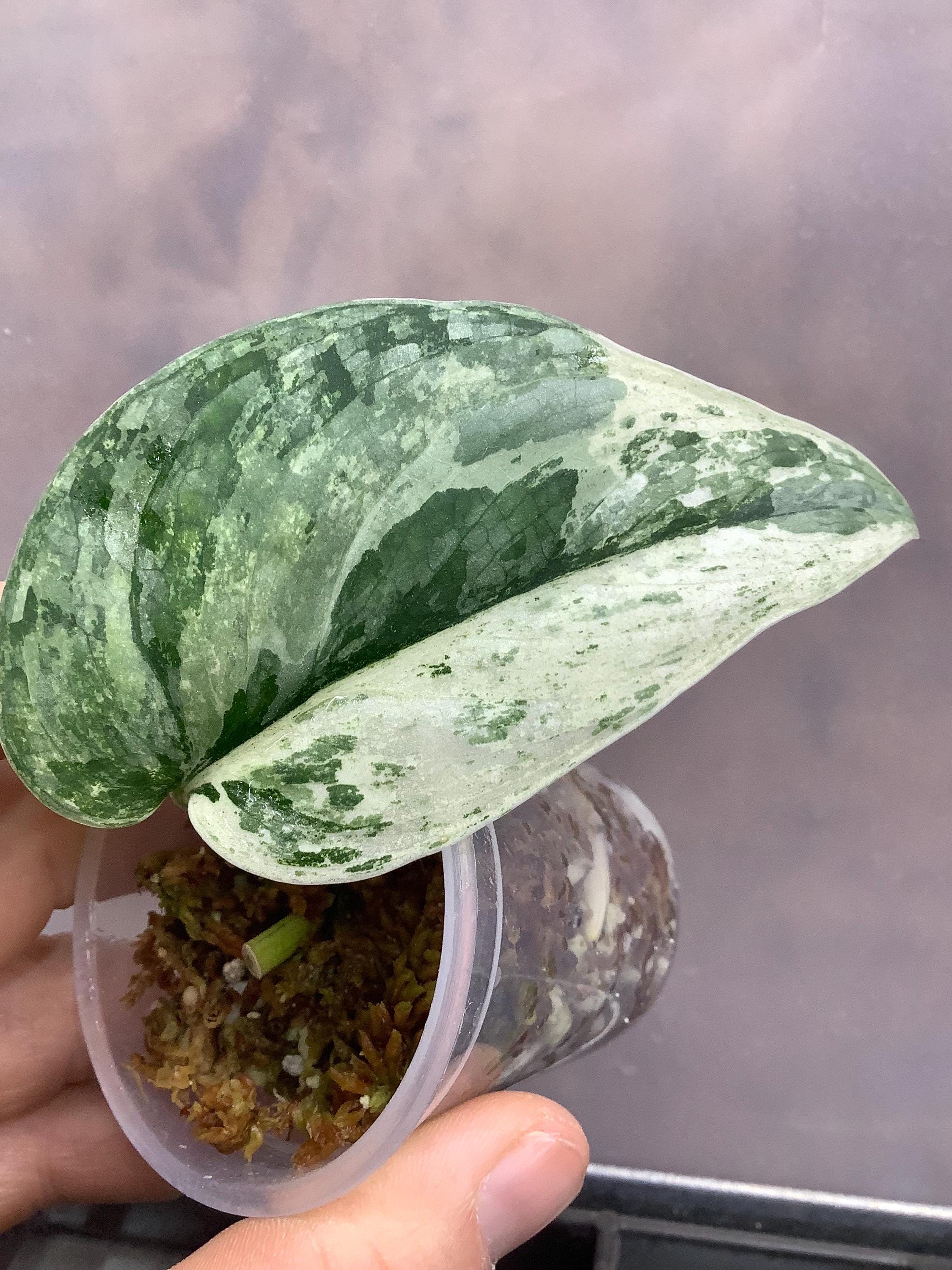 Scindapsus Dark Cloud Variegated Exact Plant - Etsy