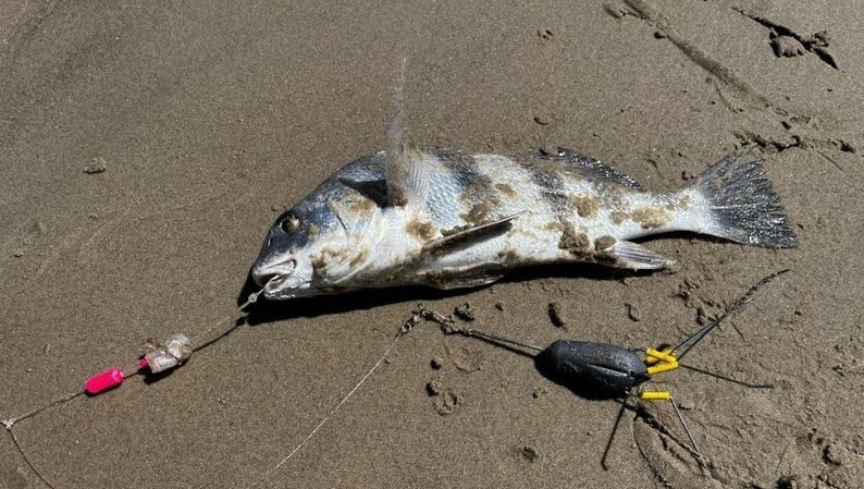 Sol's Whiting Fish (bait) Rigs - Etsy