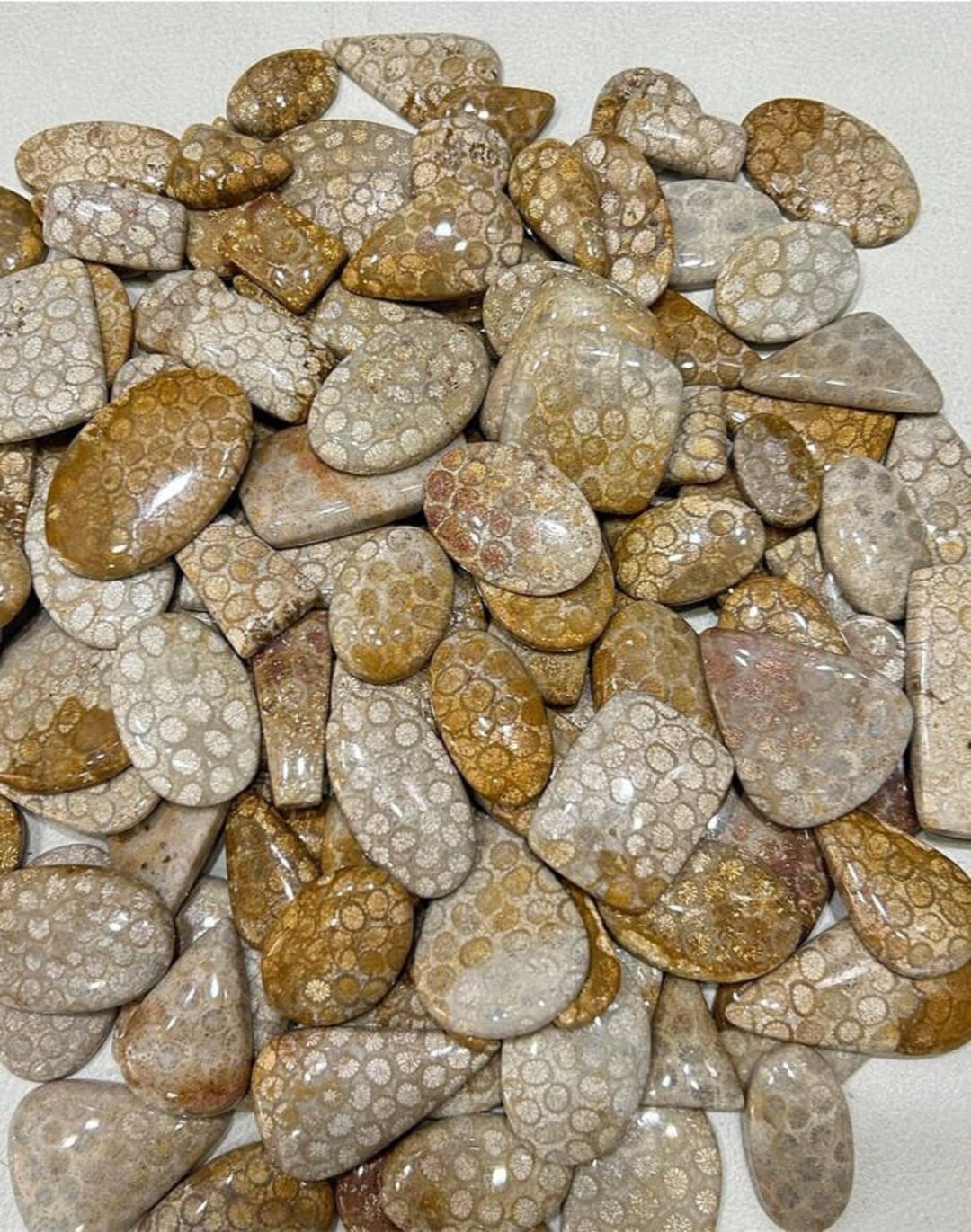 Fossil Coral Stone Wholesale Fossil Coral Cabochon Lot Fossil Coral ...