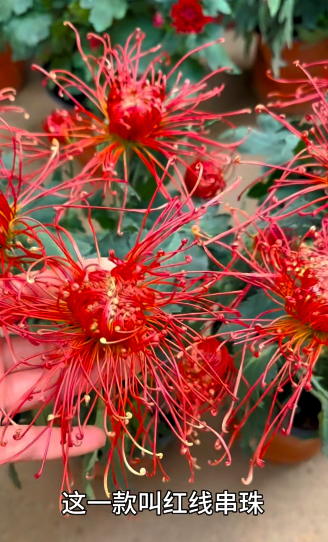 Red String Fireworks Spider Chrysanthemum Hard to Find Mum 4live Plant ...