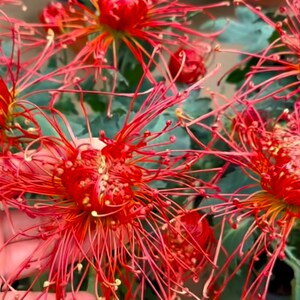 Red String Fireworks Spider Chrysanthemum Hard to Find Mum 4live Plant ...