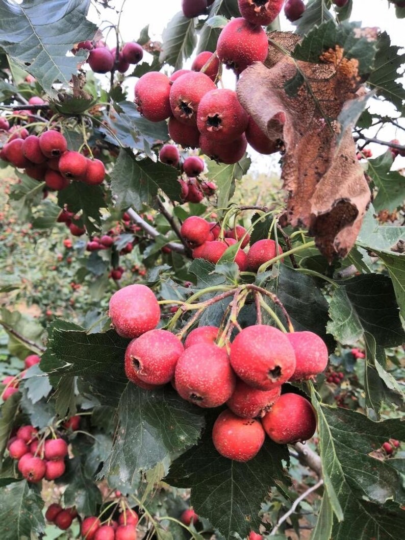Red Chinese Candy Fruit Hawthorn Tree Thick 4 Years Old Grafted ...