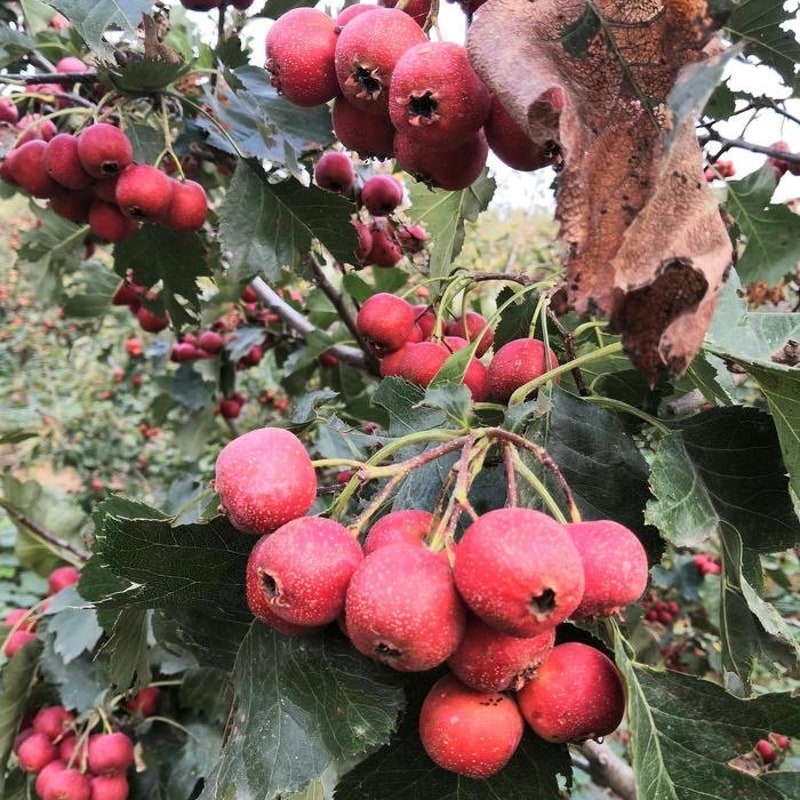 The Chinese Mexican - Etsy