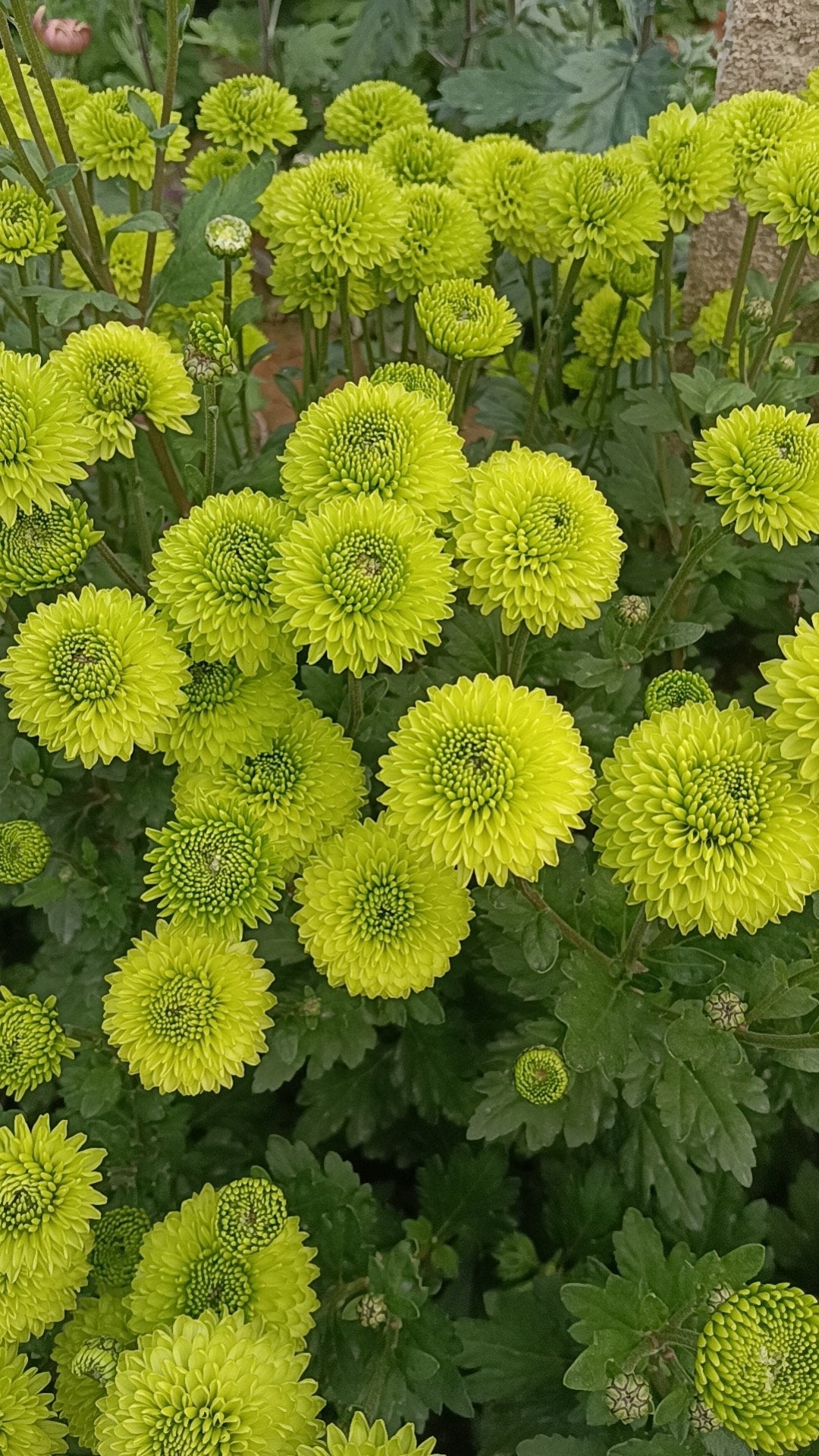 Lovely Green Mum Pompon Ball Hardy Chrysanthemum 4 Starter Live Plant ...