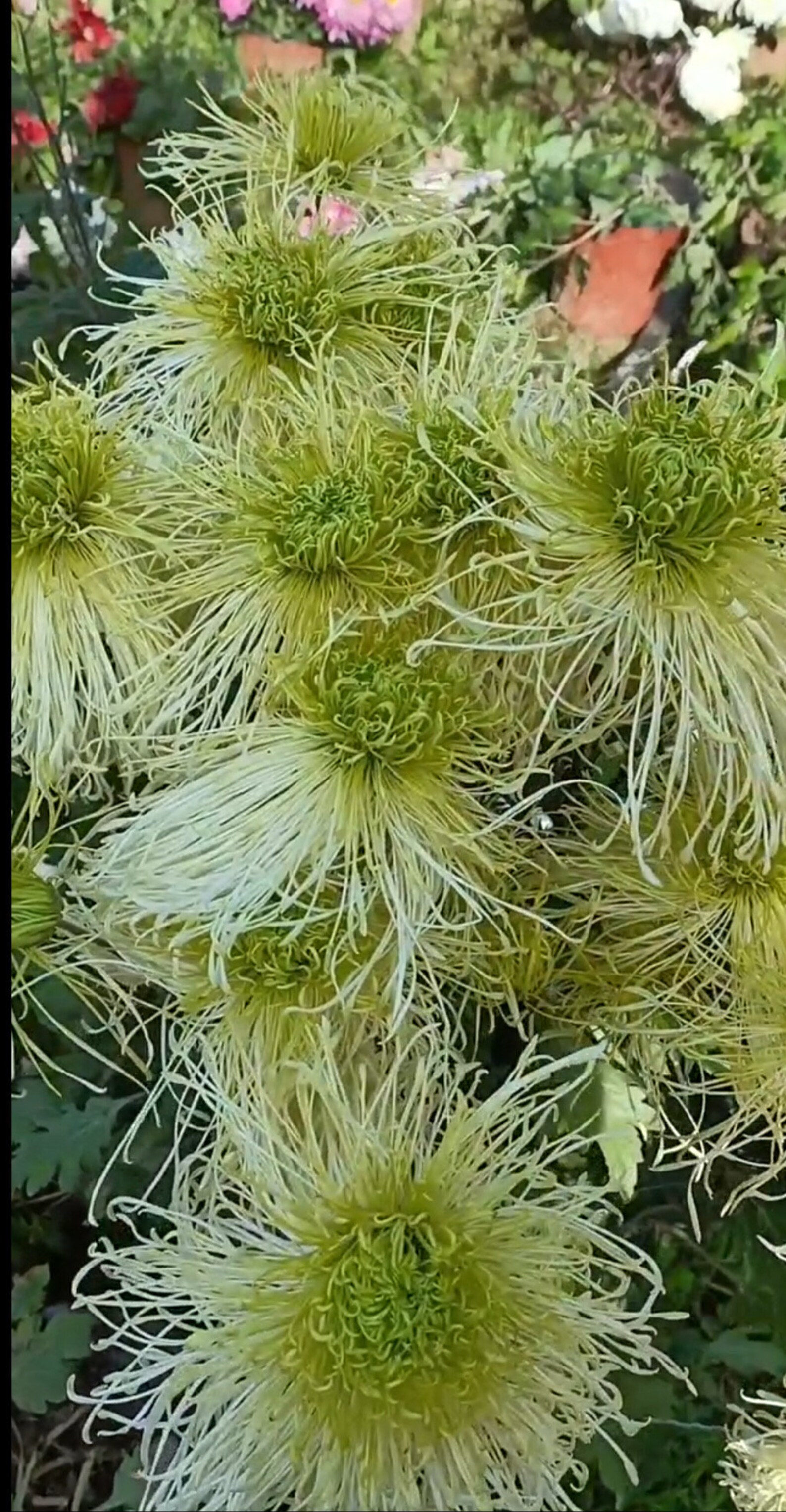 Fluffy Jade Green Feathers Spider Chrysanthemum 4 Pot - Etsy