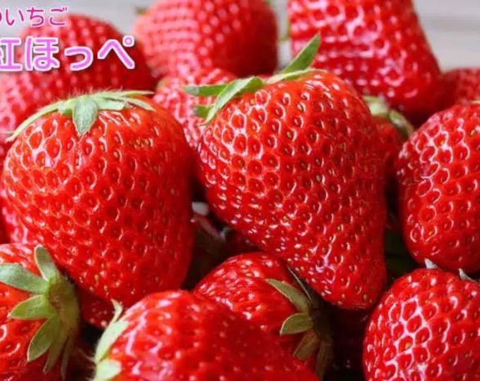 Special Offer: Delicious Japanese Beni Hoppe/red Cheeks红颜草莓 Strawberry ...