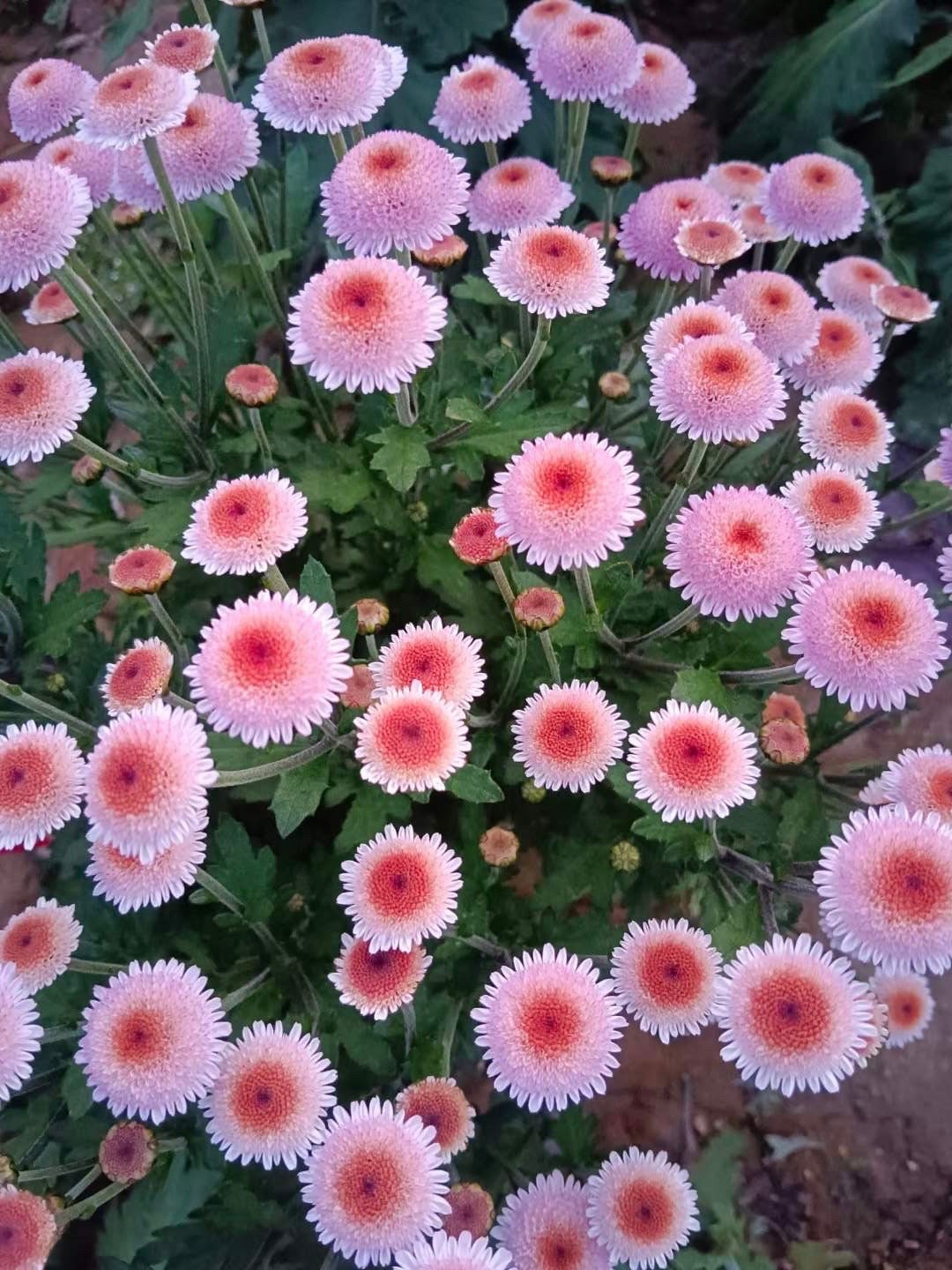 Jade Egg，perennial Hardy Button Size Chrysanthemum 2" Starter Live ...
