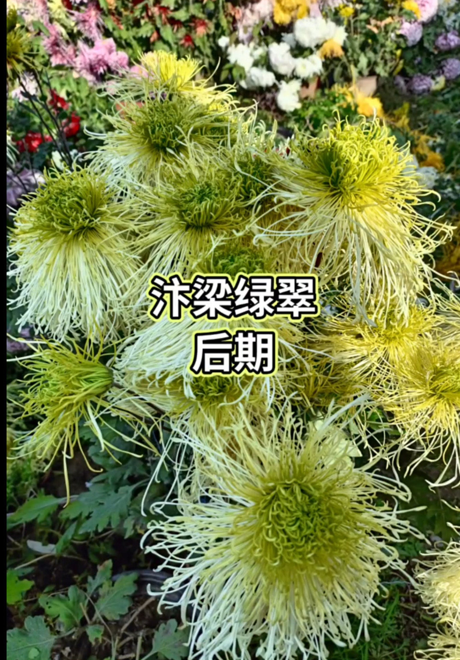 Fluffy Jade Green Feathers Spider Chrysanthemum 4 Pot - Etsy
