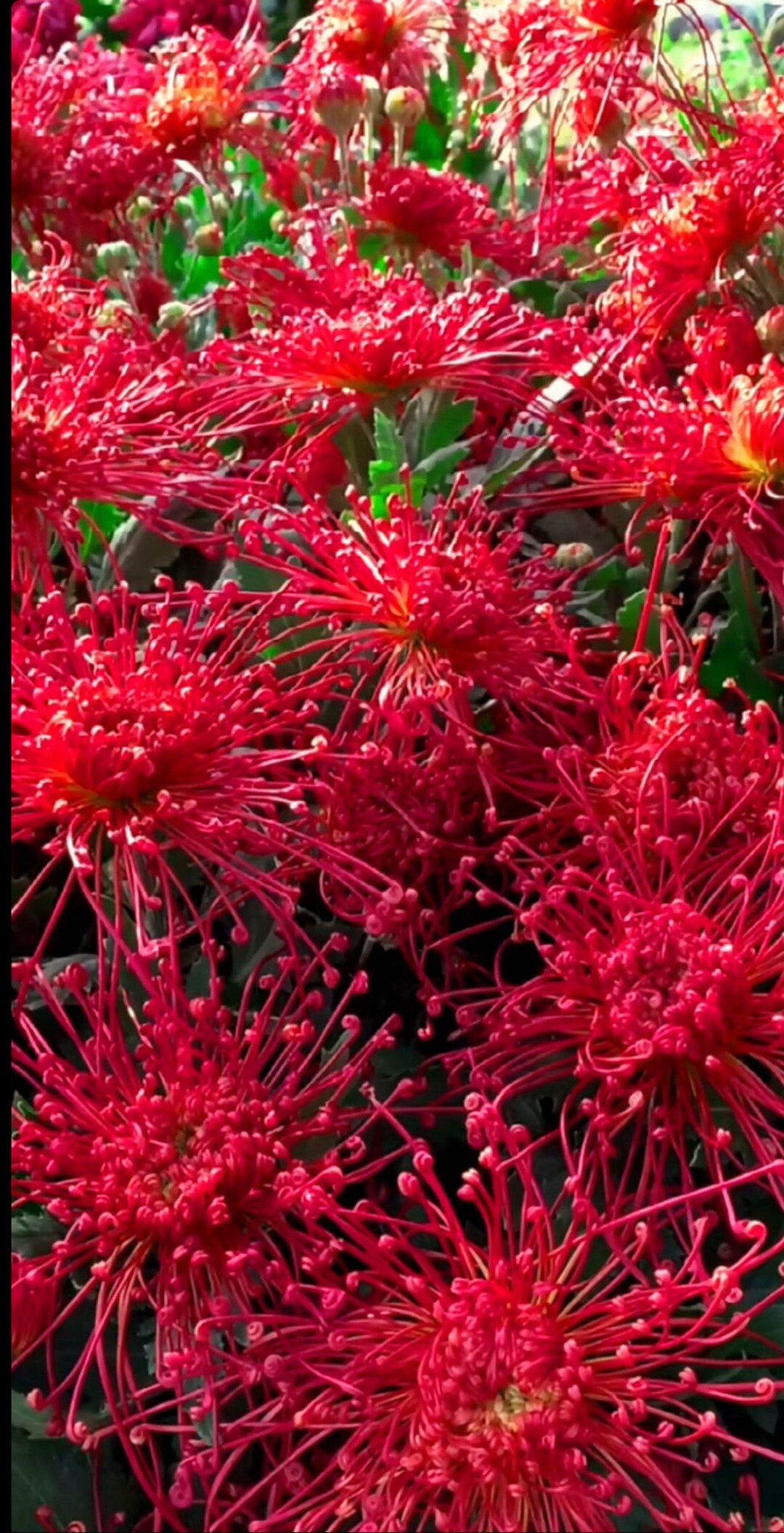Red String， Fireworks Spider Chrysanthemum Hard to Find Mum 1.5 ...