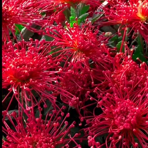 Red String， Fireworks Spider Chrysanthemum Hard to Find Mum 1.5 ...