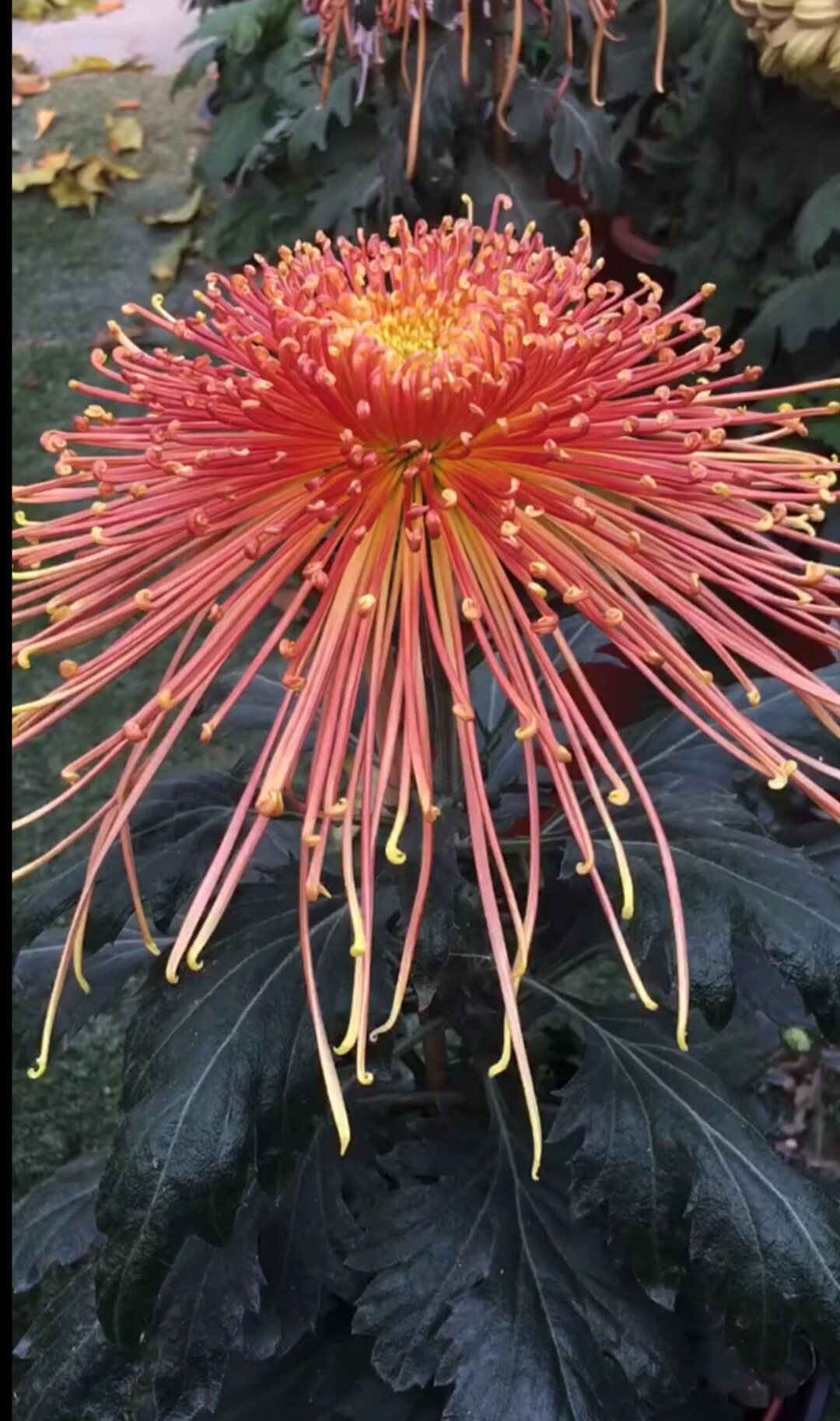 Spring Valley Baxi， Orange Needle Japanese Spider Chrysanthemum 1.5 ...