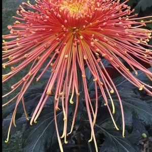 Spring Valley Baxi， Orange Needle Japanese Spider Chrysanthemum 1.5 ...