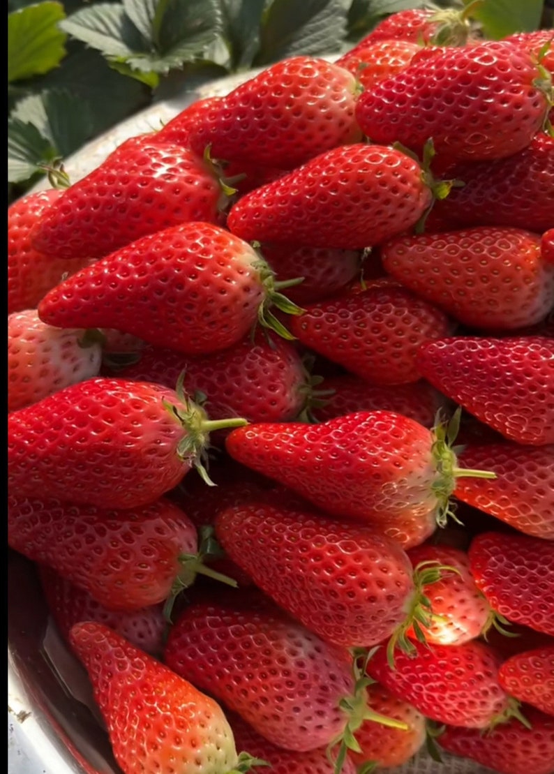 Special Offer: Highly Recommend Best Tasty Japanese奶油草莓 Akihime ...