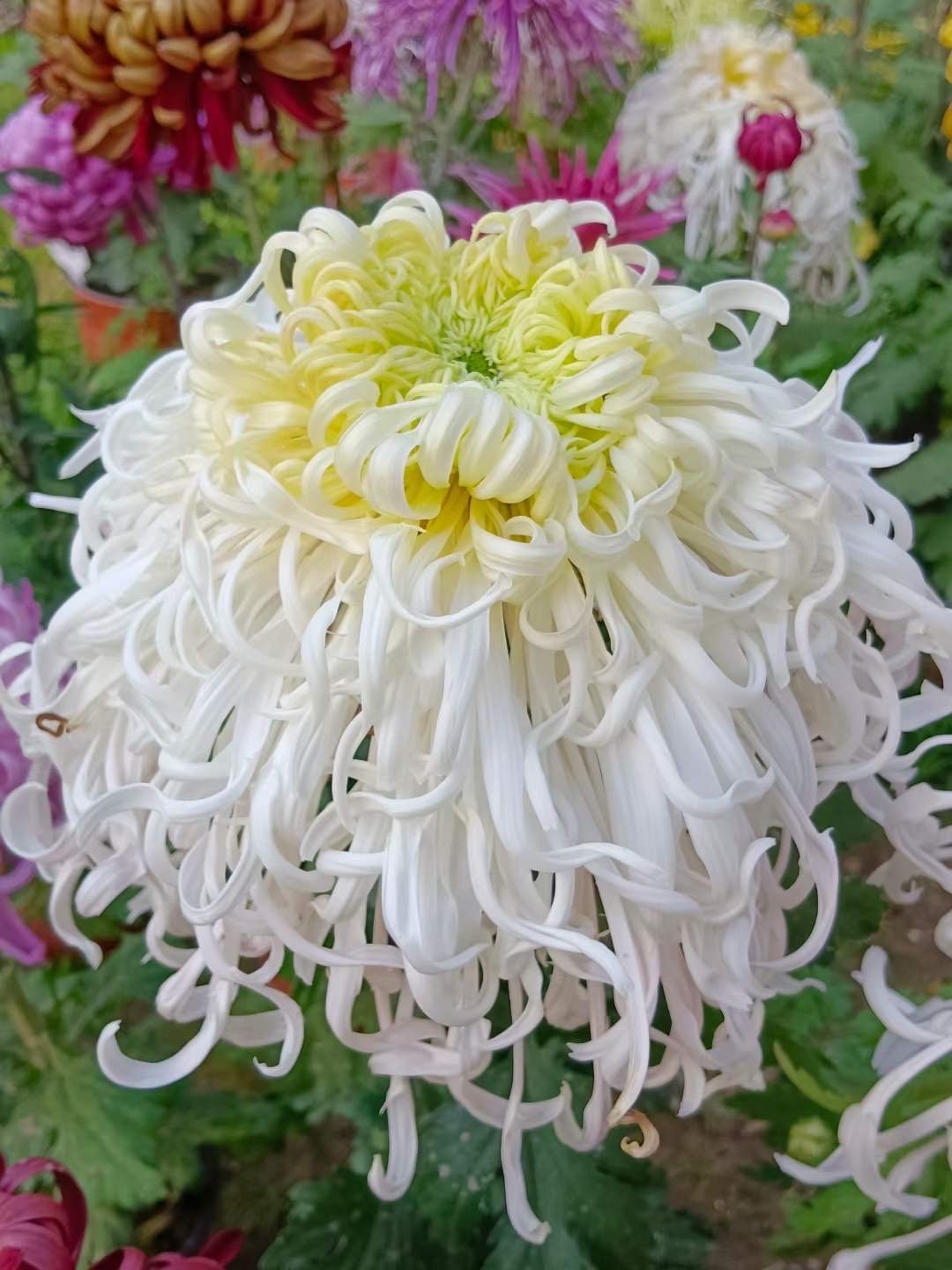 Lady of Shu，large Stunning Elegant Chinese Chrysanthemum 1.5" Starter ...