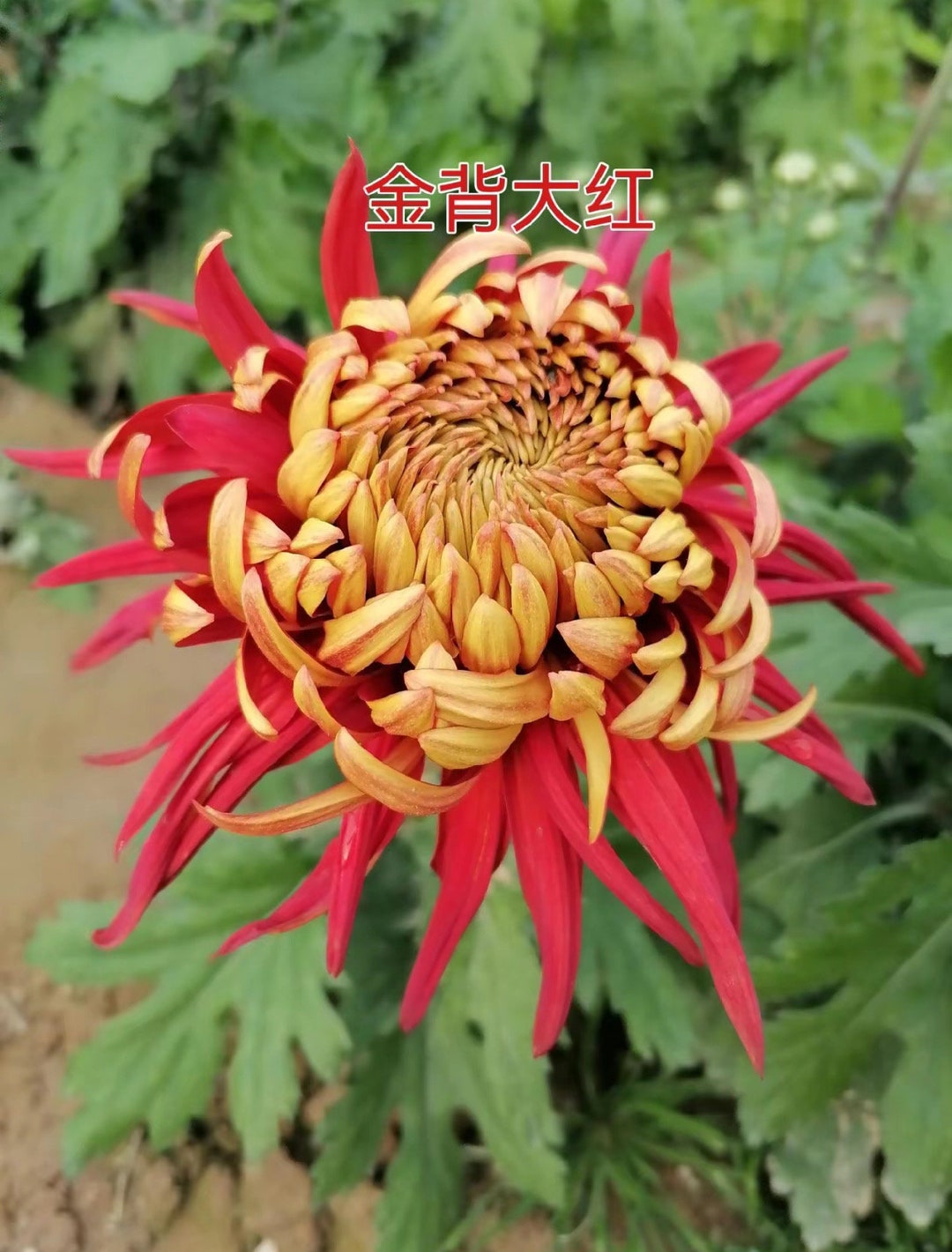 Pointy Red Golden Back金背大红 Famous Chinese Chrysanthemum 1.5" Starter ...