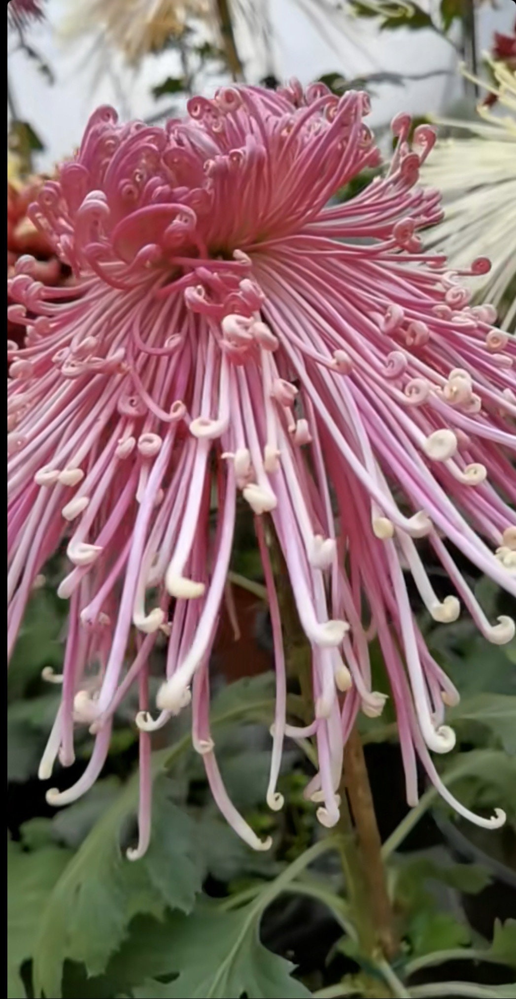 Guohua Sweet Fragrance Beautiful Hook Spider Chrysanthemum 4live Plant ...