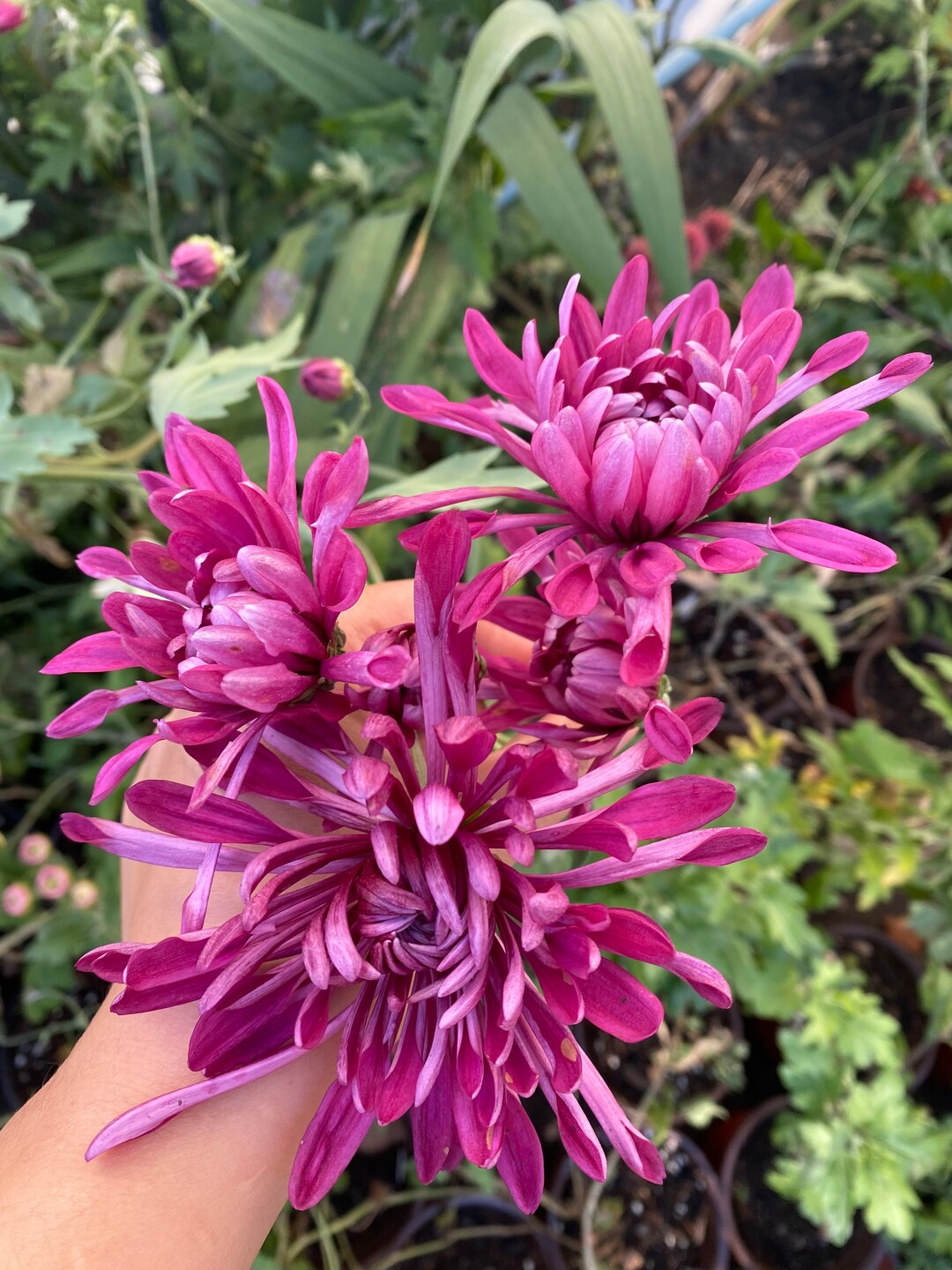 Hardy Perennial Purple Mum, Tall Chrysanthemum 2" Starter Live Plant，us ...