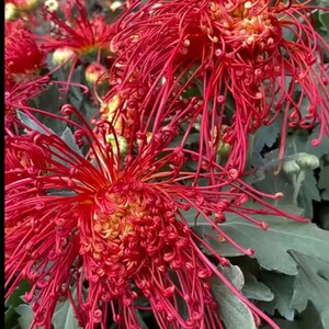 Red String， Fireworks Spider Chrysanthemum Hard to Find Mum 1.5 ...