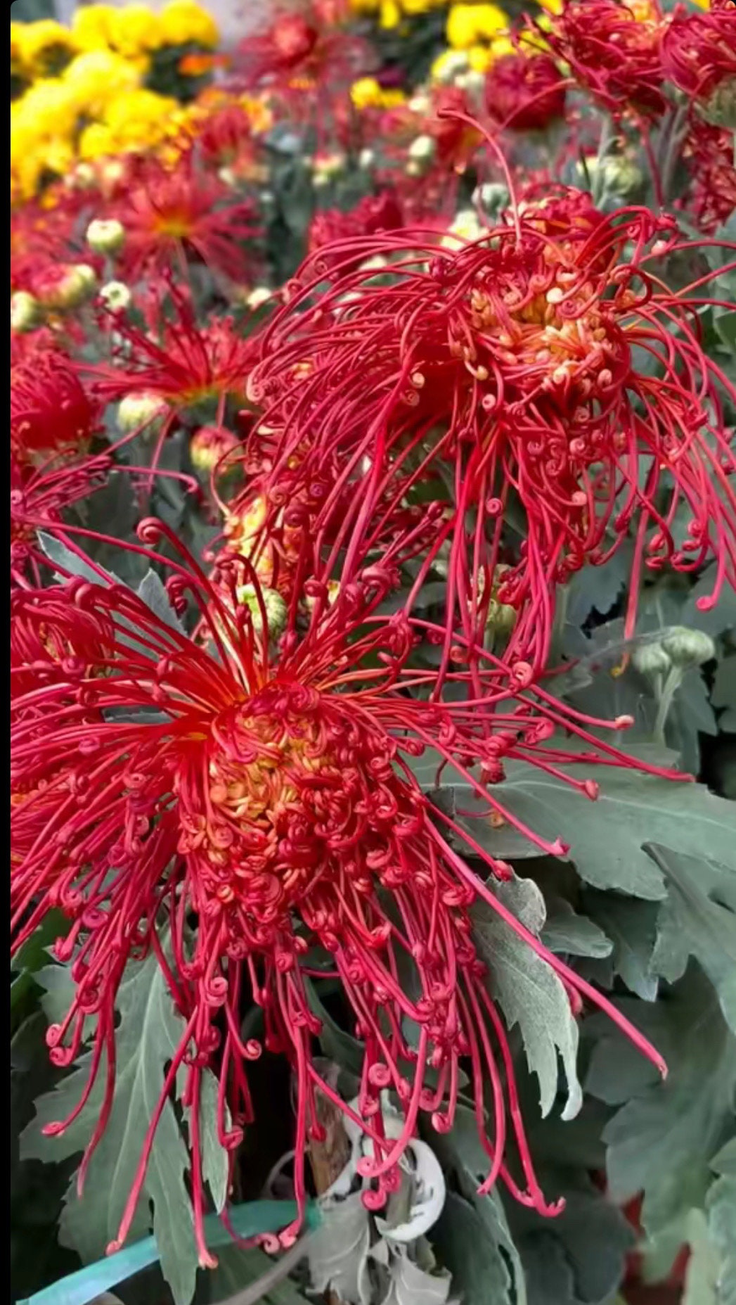 Red String， Fireworks Spider Chrysanthemum Hard to Find Mum 1.5 ...