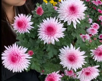 Red String Fireworks Spider Chrysanthemum Hard to Find Mum 4live Plant ...