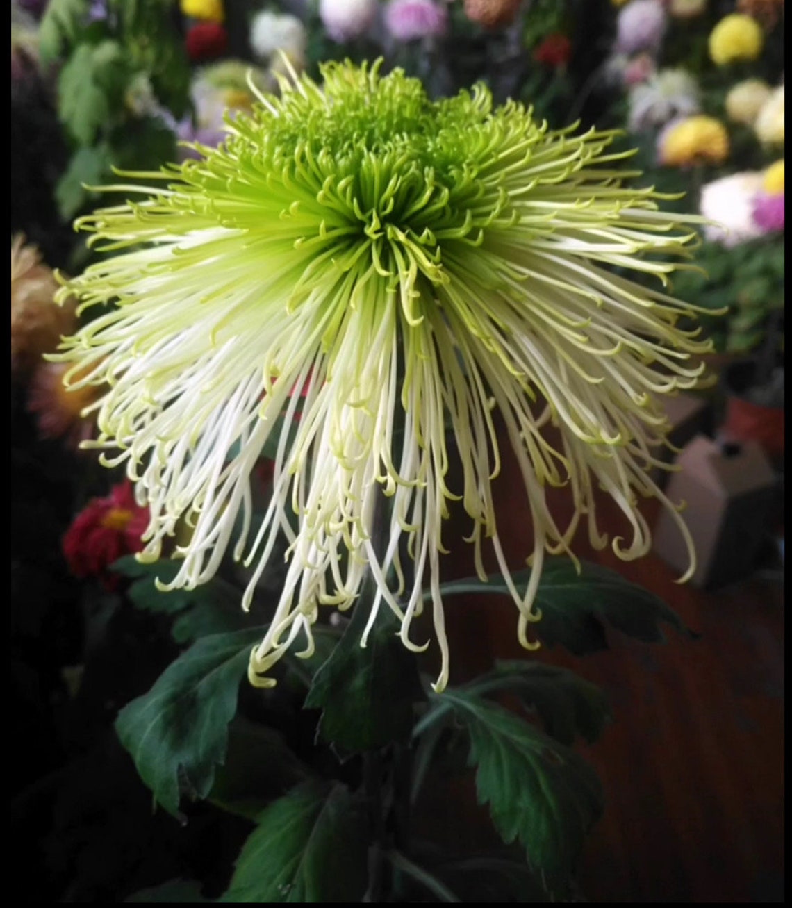 Fluffy Jade Green Feathers Spider Chrysanthemum 4 Pot - Etsy