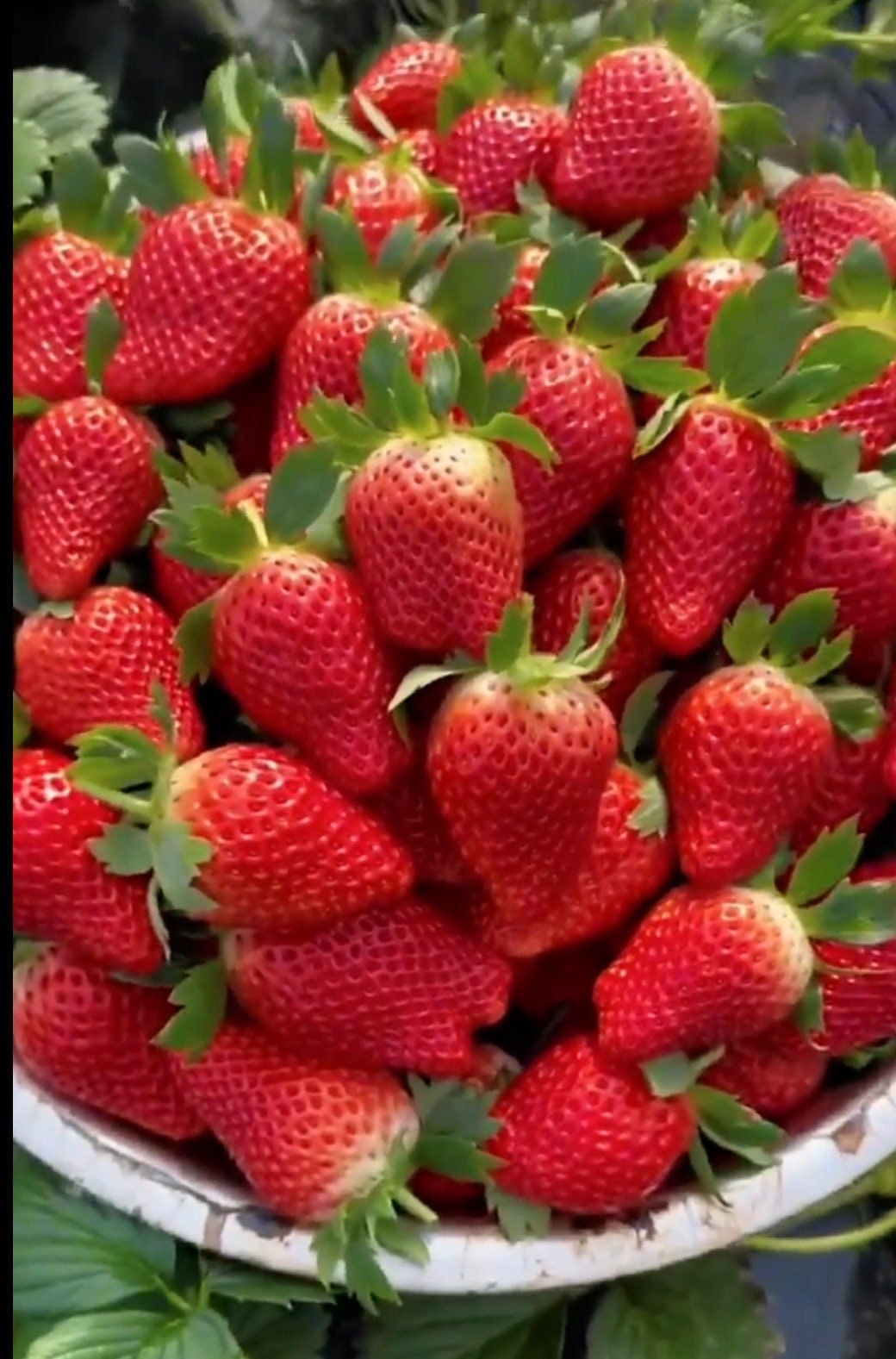 Special Offer: Highly Recommend Best Tasty Japanese奶油草莓 Akihime ...