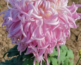 Spring Valley Baxi， Orange Needle Japanese Spider Chrysanthemum 1.5 ...