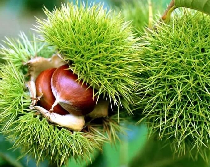 Mature Chinese Chestnut Tree，best Tasting，5 Years Old Grafted Shipping ...