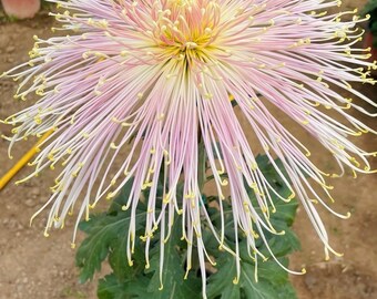 Spring Valley Baxi， Orange Needle Japanese Spider Chrysanthemum 1.5 ...