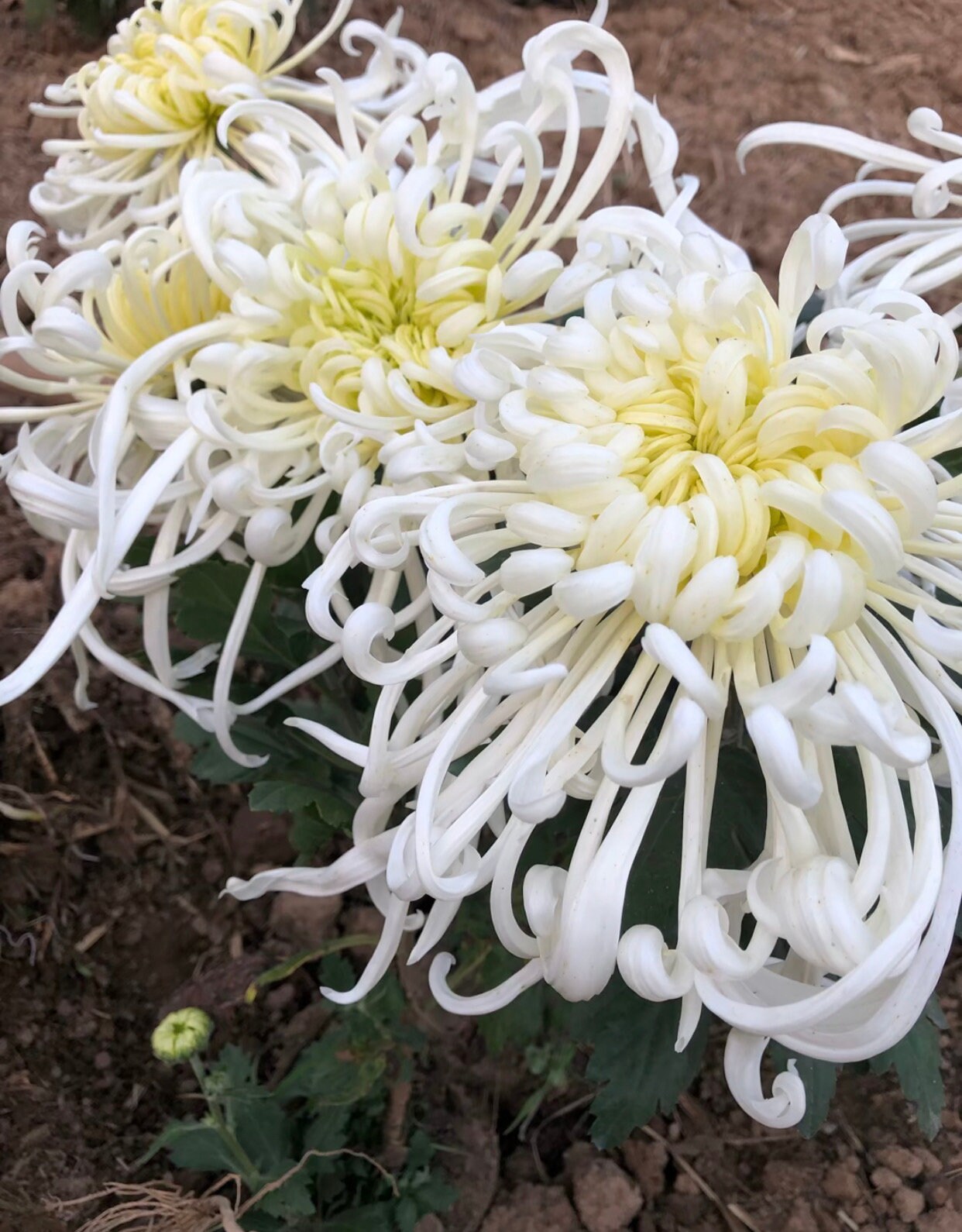 Guohua Nobel White Japanese Chrysanthemum 4 Starter Live Plant Shipping ...