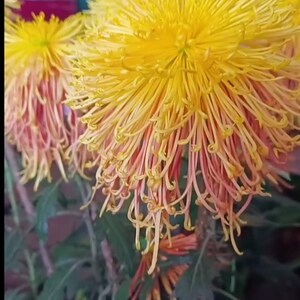 Spring Valley Baxi， Orange Needle Japanese Spider Chrysanthemum 1.5 ...