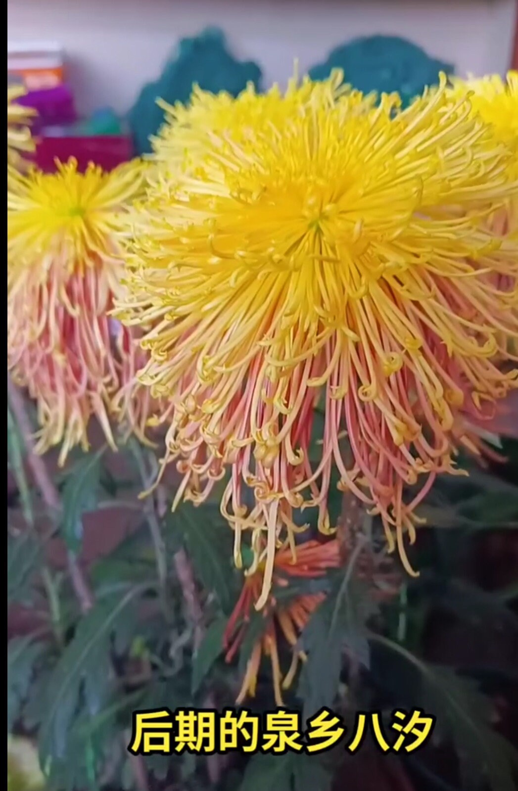 Spring Valley Baxi Orange Needle Japanese Spider Chrysanthemum 4 Live ...