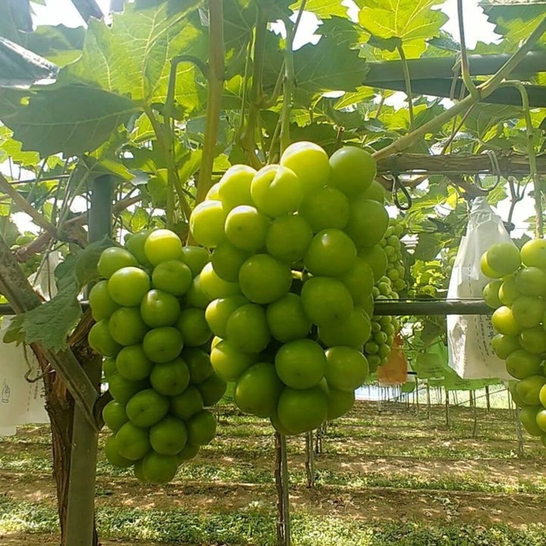 Authentic Japanese Sunshine Muscat Grape Fruit, Hardy Live Plant in Pot ...