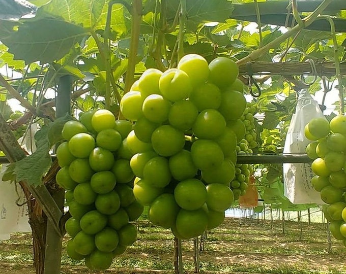 Authentic Japanese Sunshine Muscat Grape Fruit, Hardy Live Plant in Pot ...