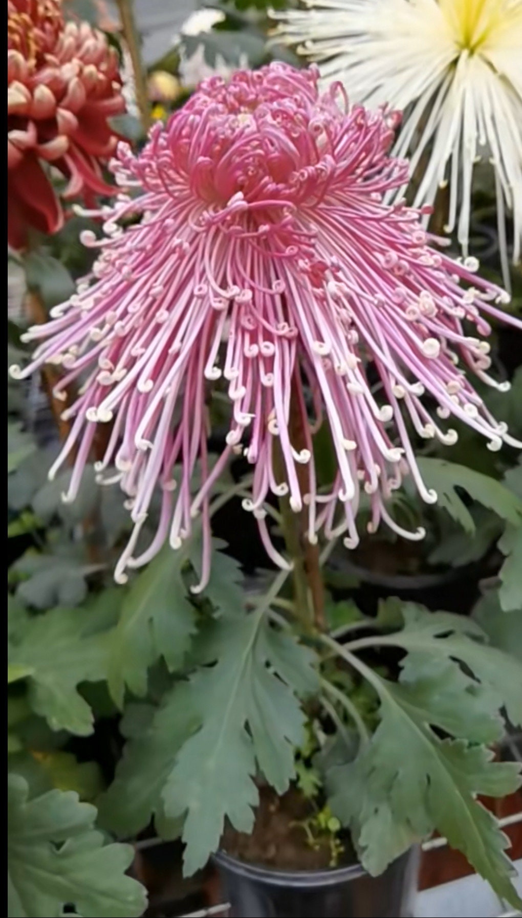 Guohua Sweet Fragrance Beautiful Hook Spider Chrysanthemum 4live Plant ...