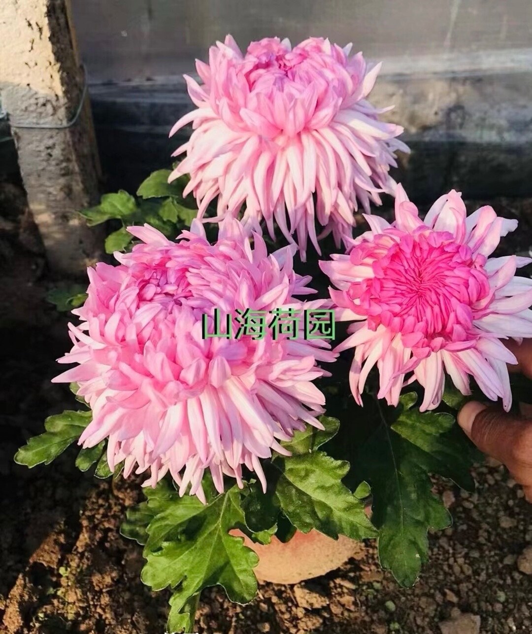 Lotus Garden，best Performer Pink Hardy Flower Chrysanthemum 1.5 ...