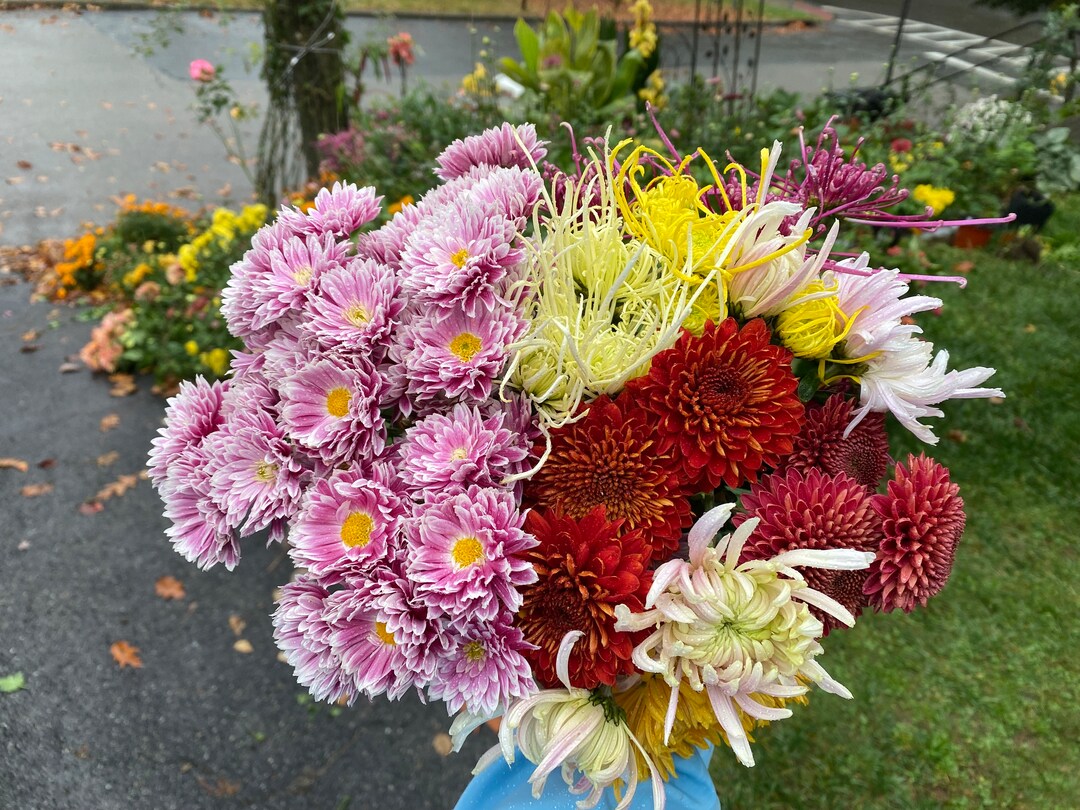 Awesome Early Bloomer Double Pride Hardy Chrysanthemum 4 - Etsy