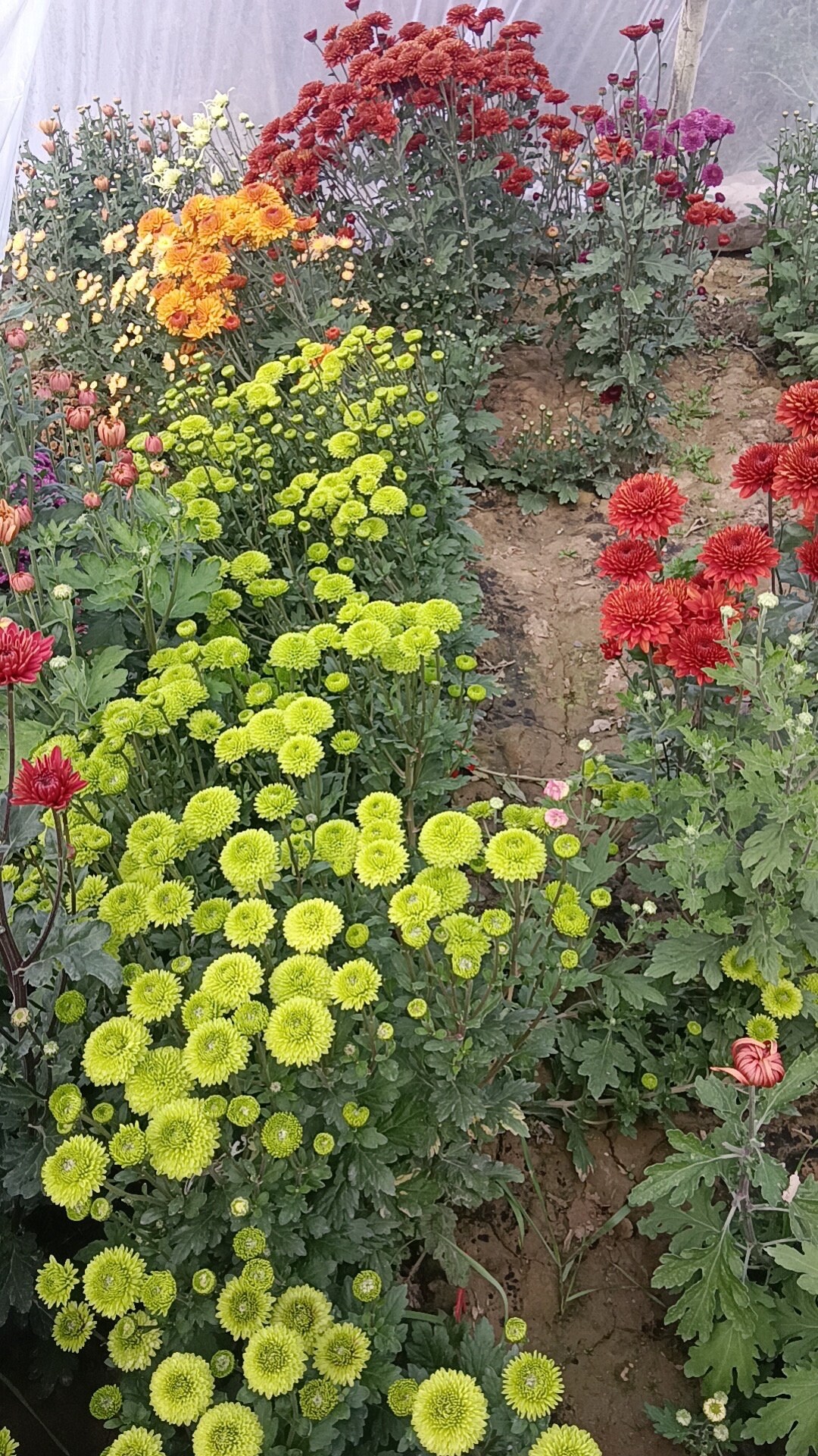 Lovely Green Mum Pompon Ball Hardy Chrysanthemum 4 Starter Live Plant ...