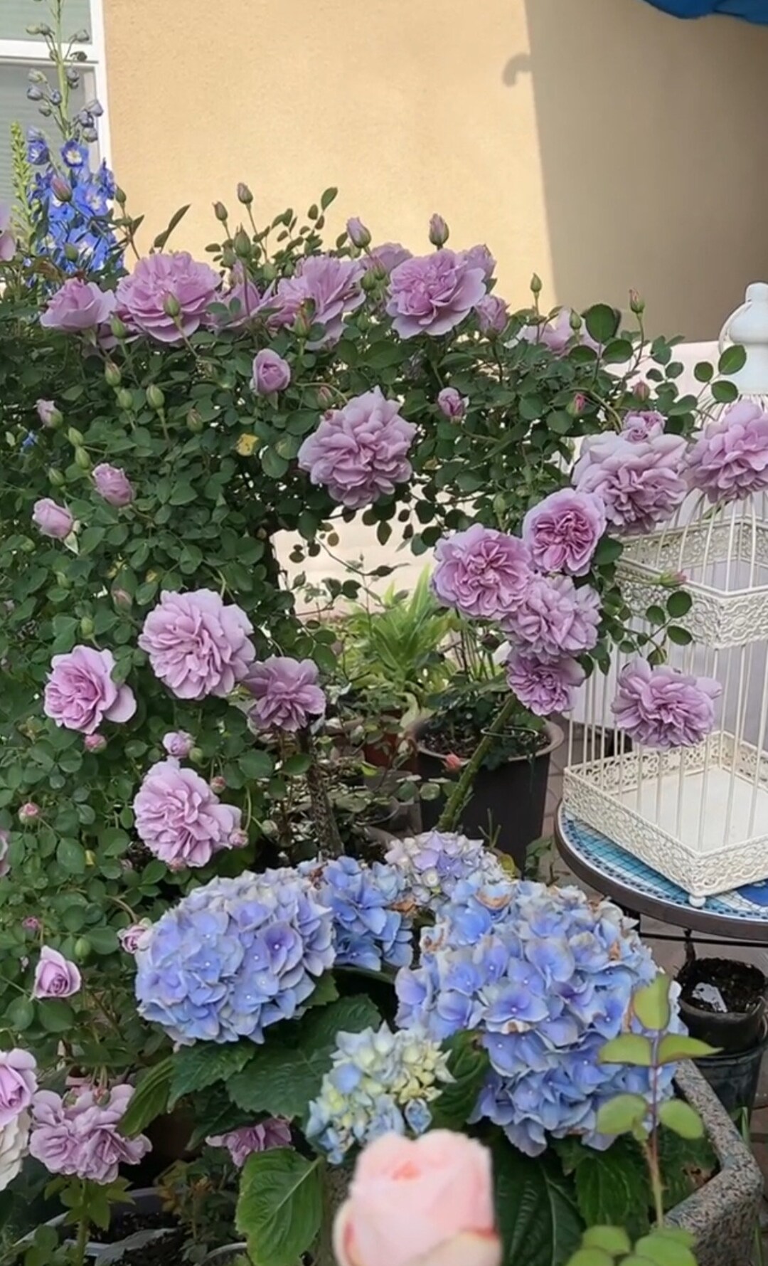Climbing Rose, Japanese Rose Rainy Blue 蓝色阴雨 レイニーブルーown Root Live Plant ...