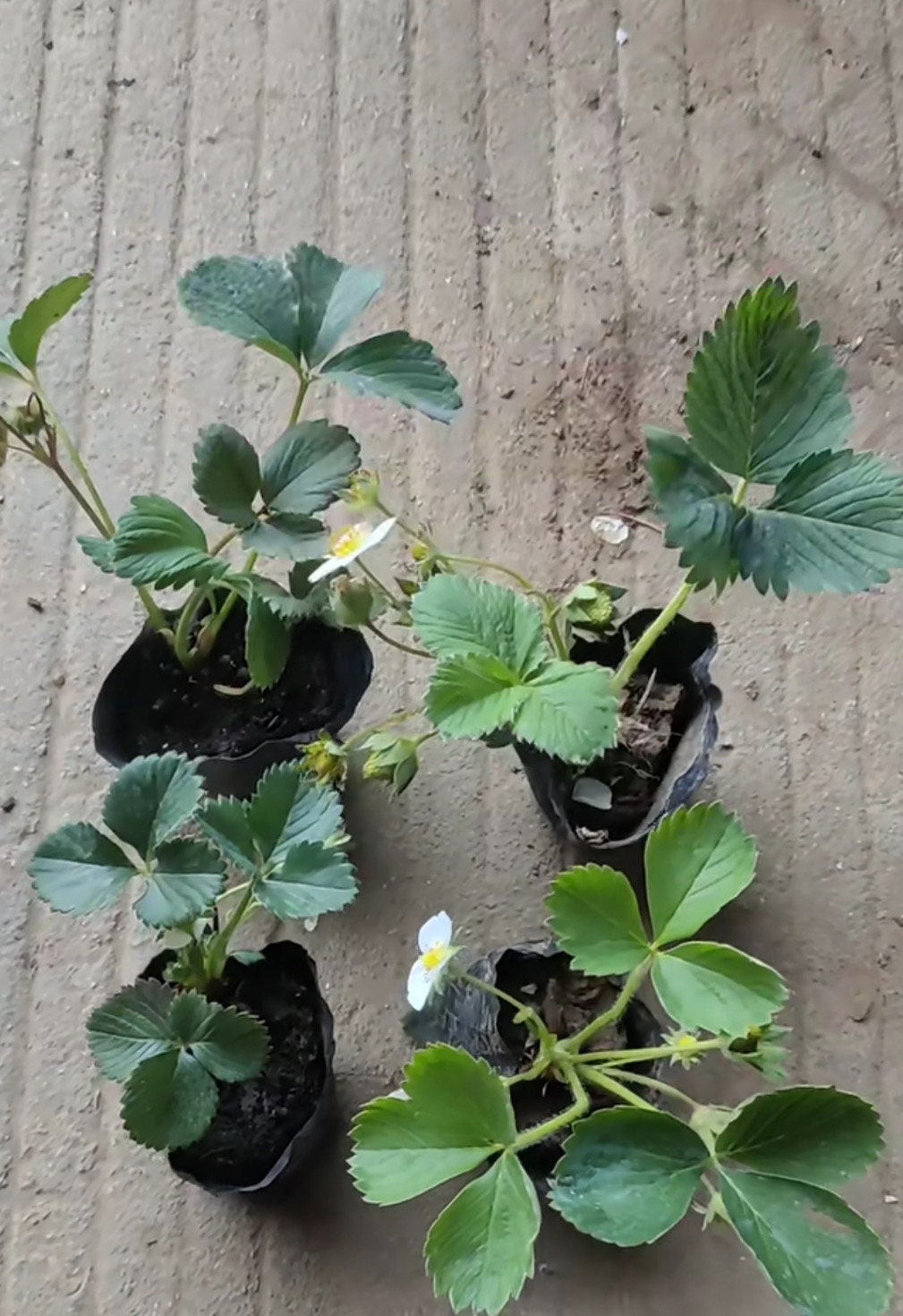 Special Offer: Highly Recommend Best Tasty Japanese奶油草莓 Akihime ...