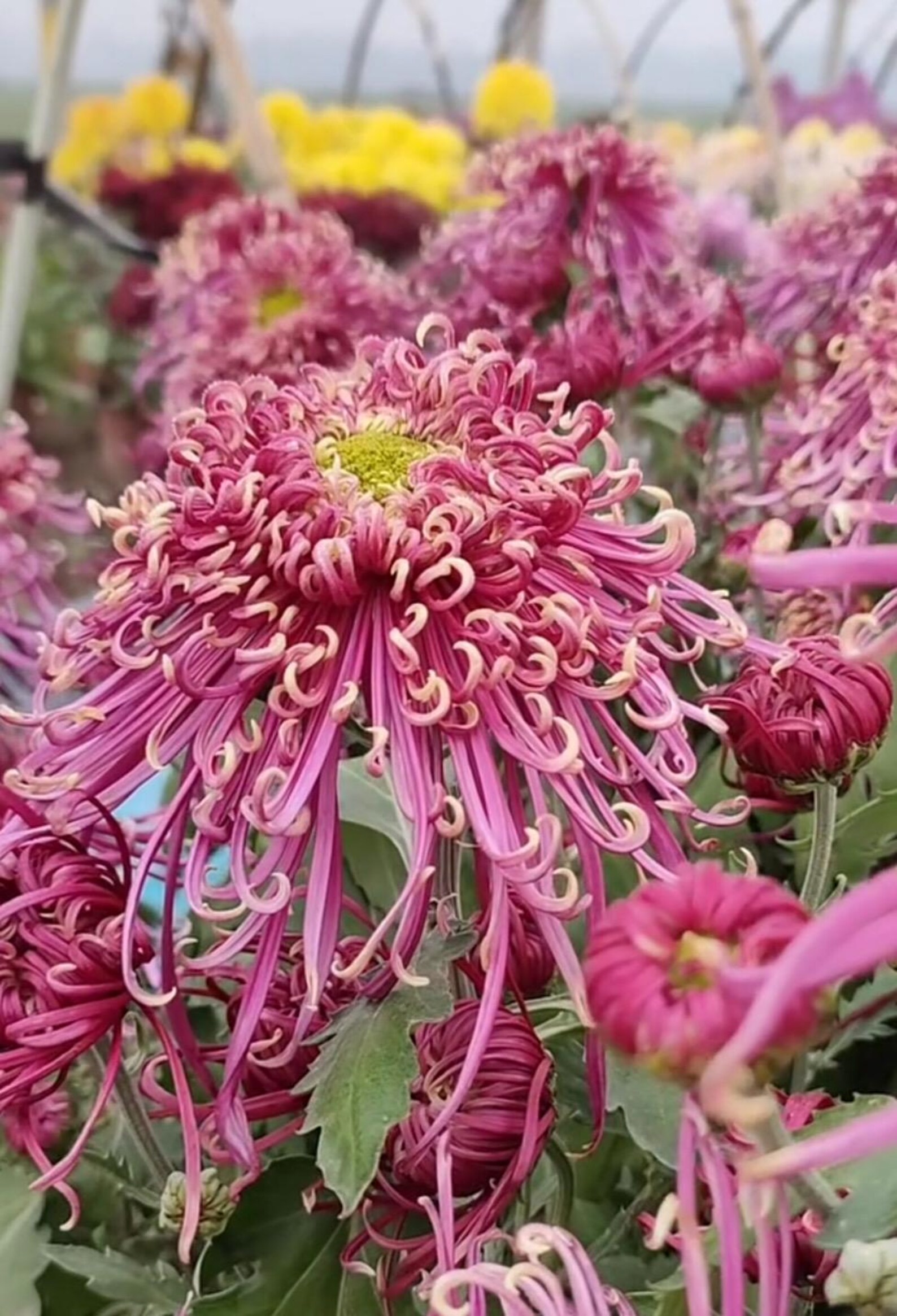 New: Panlong Tinted Veil , Large Pink Spider Chrysanthemum 1.5" Starter ...