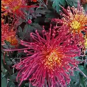 Red String， Fireworks Spider Chrysanthemum Hard to Find Mum 1.5 ...