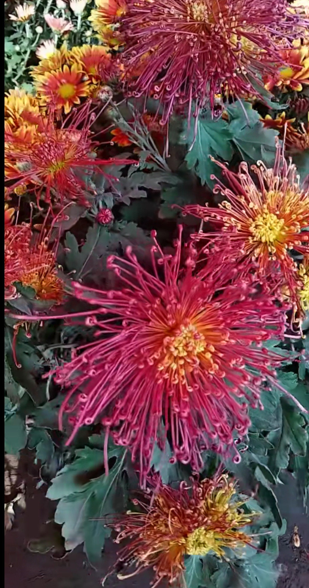 Red String Fireworks Spider Chrysanthemum Hard to Find Mum 4live Plant ...