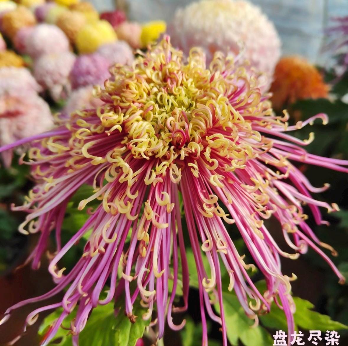 New: Panlong Tinted Veil , Large Pink Spider Chrysanthemum 2" Starter ...