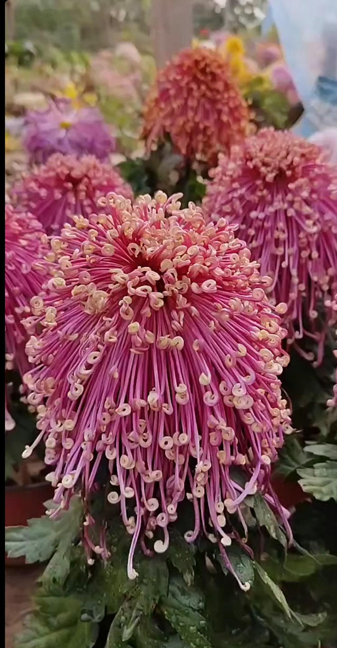 Guohua Sweet Fragrance， Beautiful Hook Spider Chrysanthemum 1.5 ...