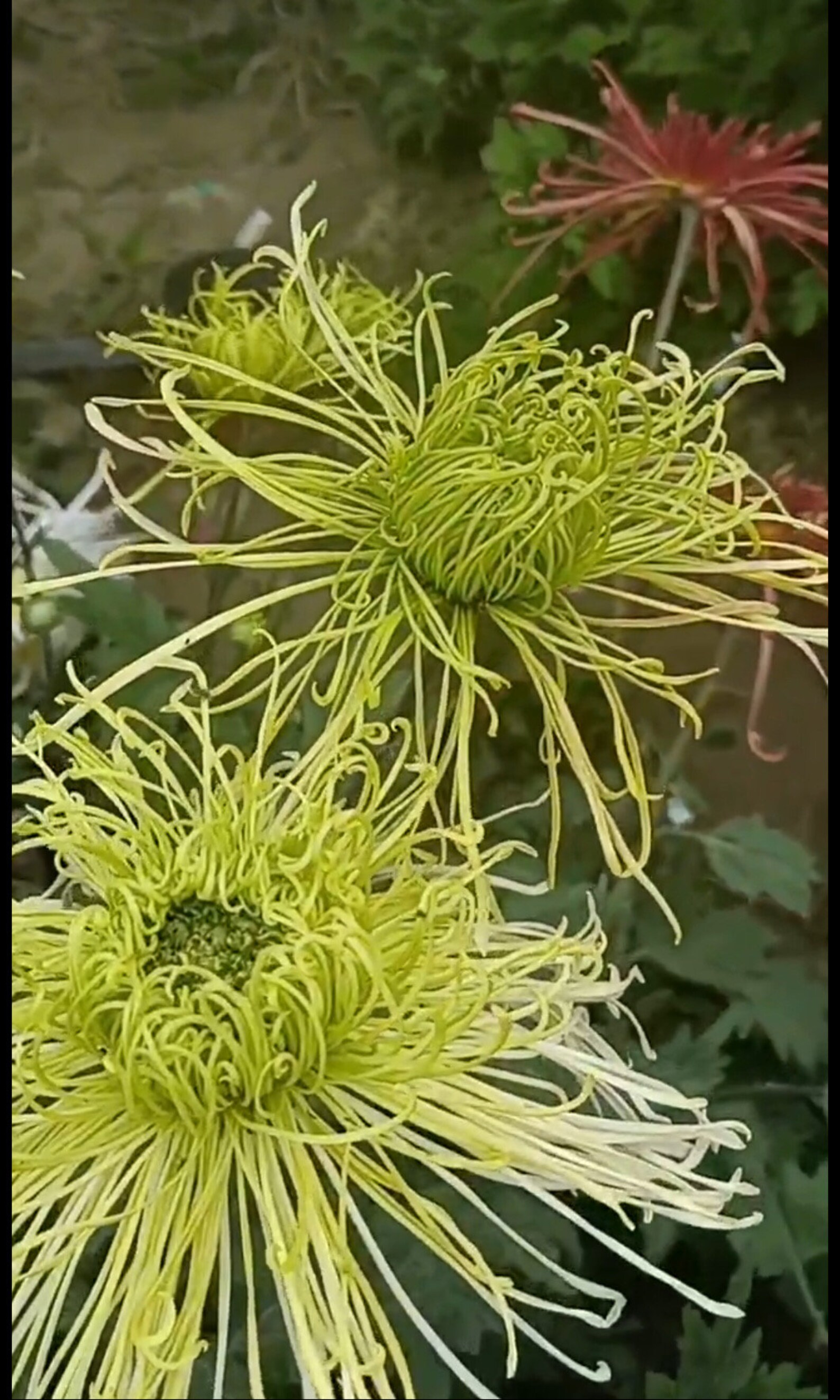 Fluffy Jade Green Feathers Spider Chrysanthemum 4 Pot - Etsy