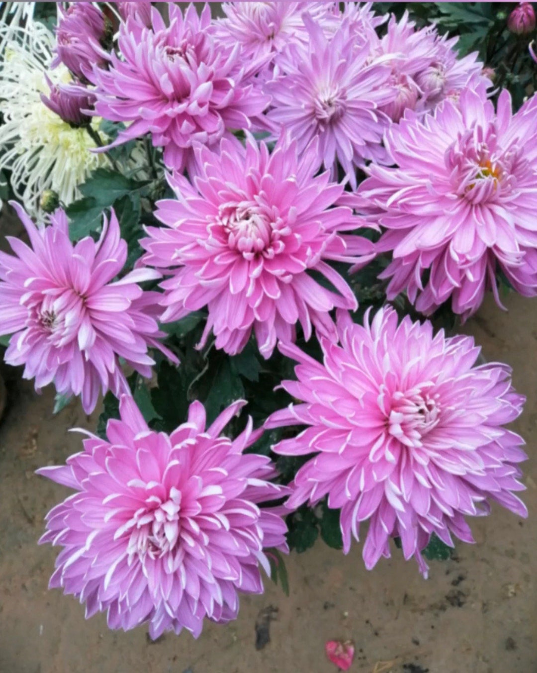 Pink Lotus，dahlia-like Chrysanthemum 1.5" Starter Live Plant Shipping ...