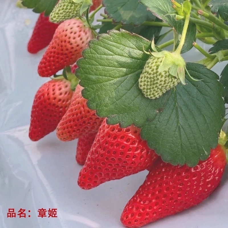 Special Offer: Highly Recommend Best Tasty Japanese奶油草莓 Akihime ...