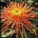 Spring Valley Baxi， Orange Needle Japanese Spider Chrysanthemum 1.5 ...